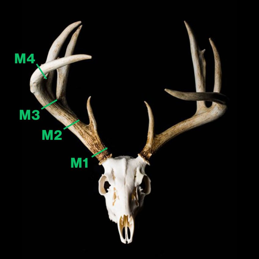 How to Score a Deer: The Antler Scoring System